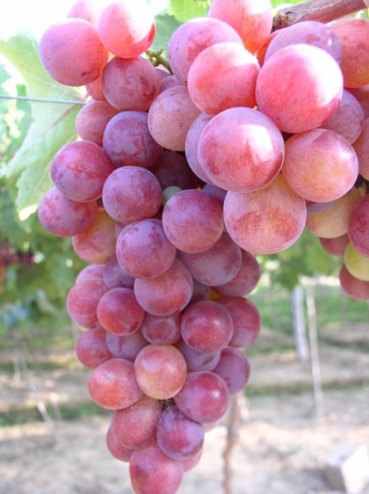 Giống nho cardinal phục tráng | Viện Khoa học Nông nghiệp Việt Nam